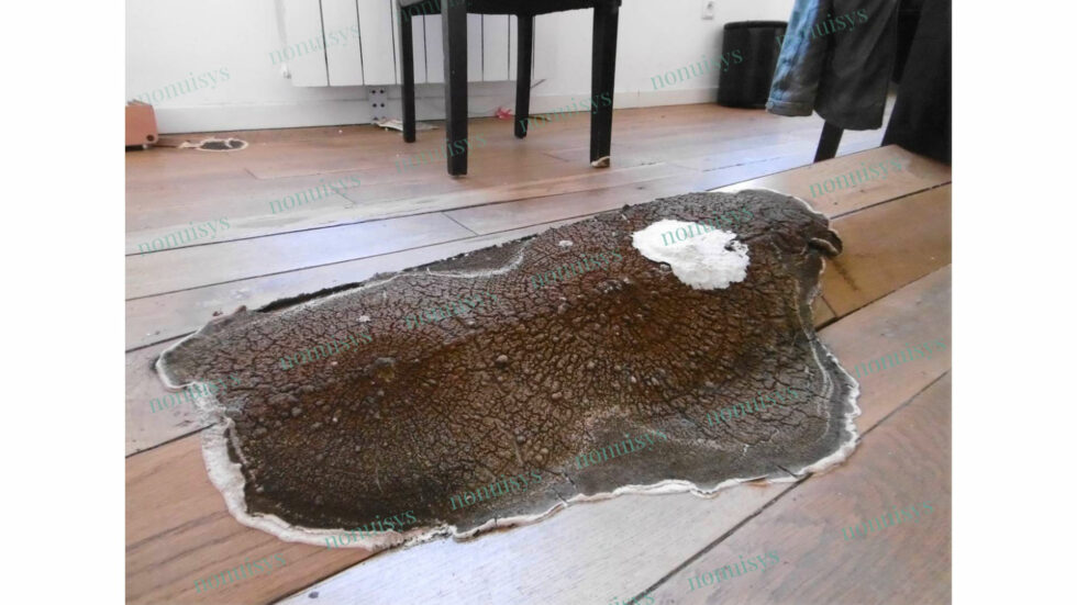 Comment se débarrasser de la mérule