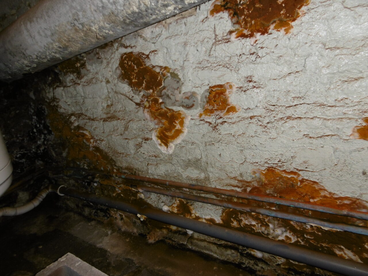 Traitement merule Lille et nord pas de calais | Experts certifiés CTBA+